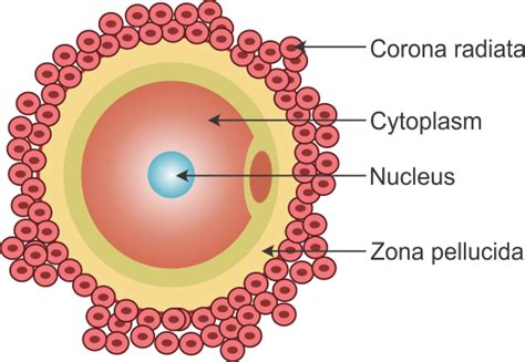 Questions And Answers On Labeled Unlebled Diagrams Of A Human Cell 35