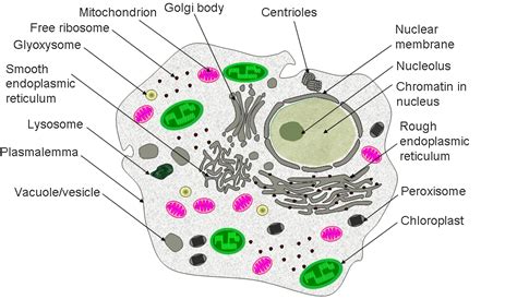 Labeled Diagram Of Eukaryotic Cell