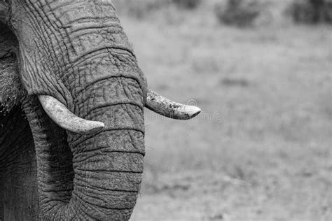 African Elephant Tusks And Trunk Stock Image Image Of Bush Trunk 267146135