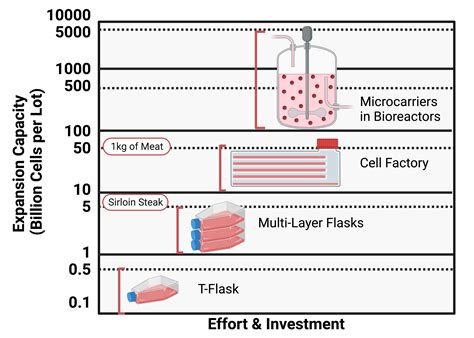 What Are Microcarriers Smart Biomaterials µ Solutions Smart MCs