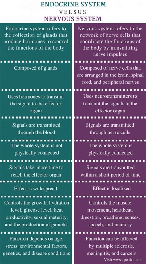 Difference Between Endocrine And Nervous System Definition