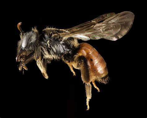 Free Images Nature Wing Profile Wildlife Pollen Portrait Moth Pollinate Fauna