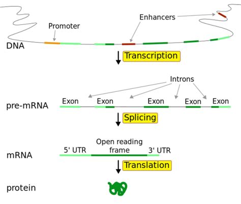 difference between coding and noncoding dna compare the difference between similar terms