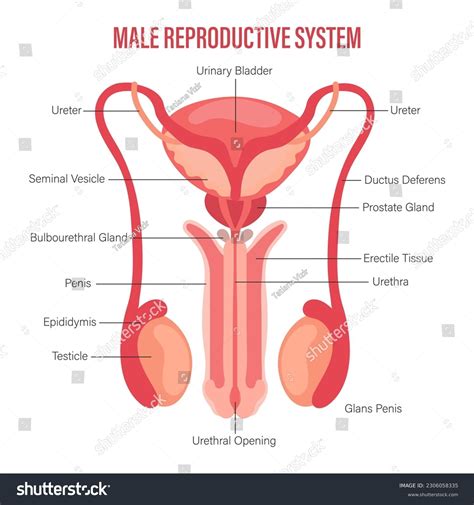 Male Reproductive System Labeled Front View