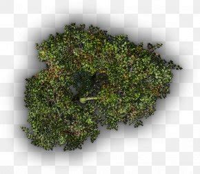 Tree Site Plan Landscape Architecture PNG 900x900px Tree