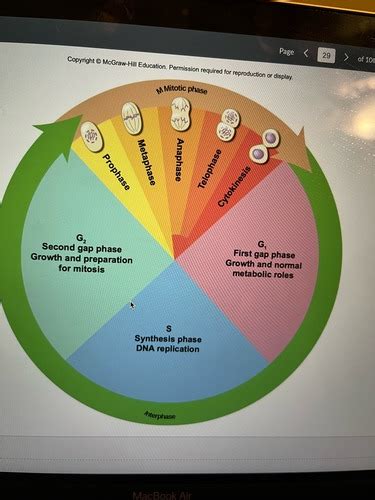 Cell Cycle Flashcards Quizlet