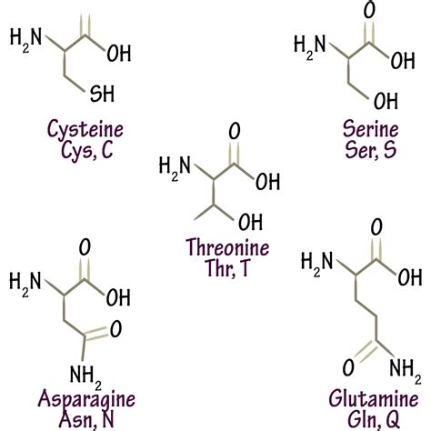 Biochemistry Glossary Amino Acids Polar Ditki Medical And Biological Sciences