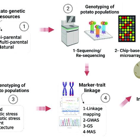 A schematic flow diagram of genome assisted breeding ① A core