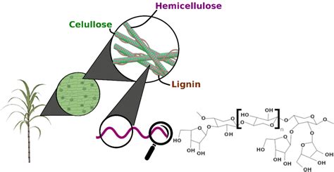 Schematic Representation Of The Lignocellulosic Biomass Composition