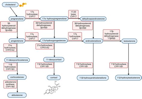 Steroid Synthesis Pathway Steroid Hormones Are Mostly Synthesised In