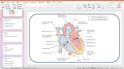 Edexcel A Level SNAB Biology Topic 1 L5 Heart Teaching Resources
