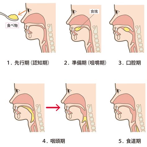 摂食嚥下の5期を表したイラスト🎨【フリー素材】｜看護roo カンゴルー