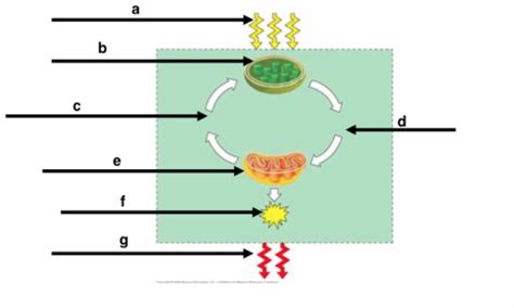 Cellular Respiration Diagrams Flashcards Quizlet