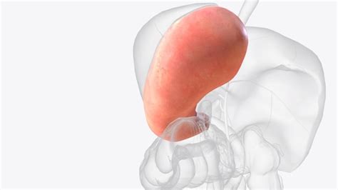 Premium Photo The Stomach Is A Jshaped Organ That Digests Food