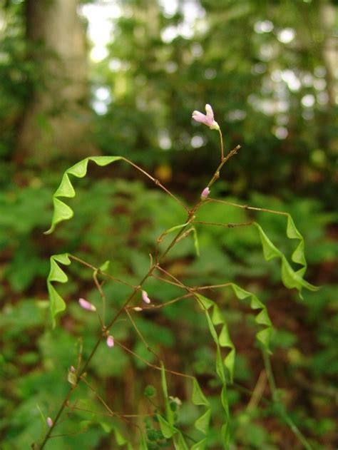 Naked Flowered Tick Trefoil Wildflowers Of Central Virginia
