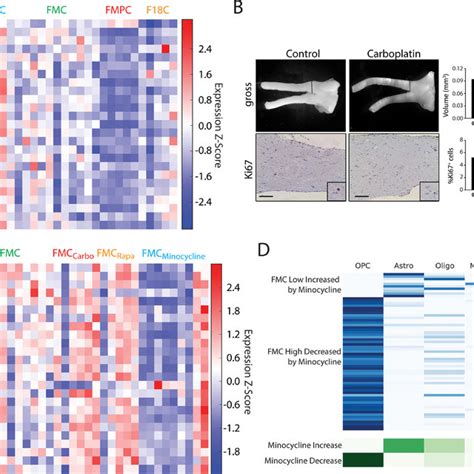 A Heatmap Of RNA Seq Expression Z Scores Computed For All Genes That