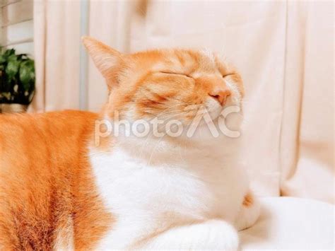 猫 目を細める No 3337939写真素材なら写真AC無料フリーダウンロードOK