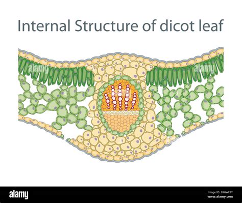 Internal Structure Of Dicot Leaf Stock Photo Alamy
