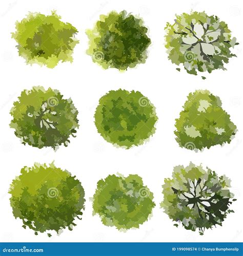 Watercolor Tree Top View Stock Illustration Illustration Of