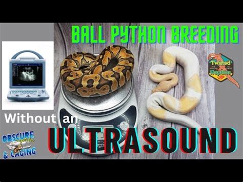 Breeding Ball Pythons WITHOUT An Ultrasound Machine YouTube