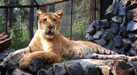 What Leeches And Ligers Can Teach You About Evolution Boing Boing