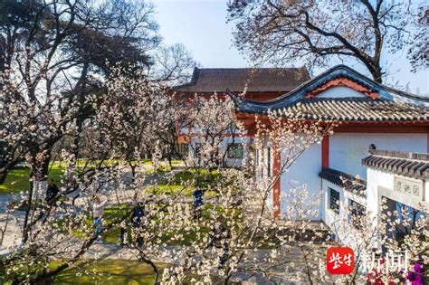 视频春色满园关不住南京玄武湖樱桃花盛开美如画 腾讯新闻