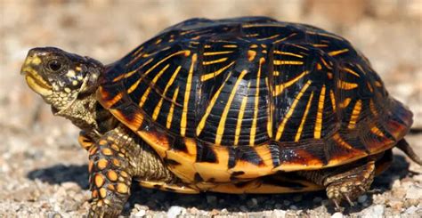 Box Turtle Vs Tortoise Is A Box Turtle A Tortoise