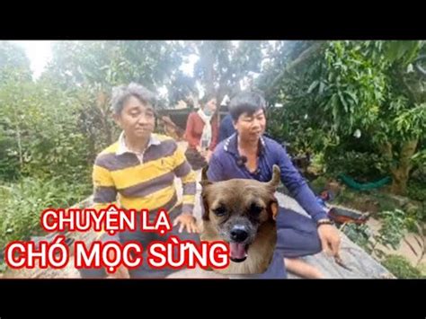 Trực Tiếp Chuyện Lạ Chó Mọc Sừng Tru Theo Tiếng Người YouTube