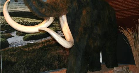 Japanische Forscher Wollen Mammut Klonen