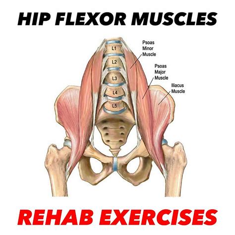 Psoas Major Is The Deepest Core Muscle And The Only Muscle That