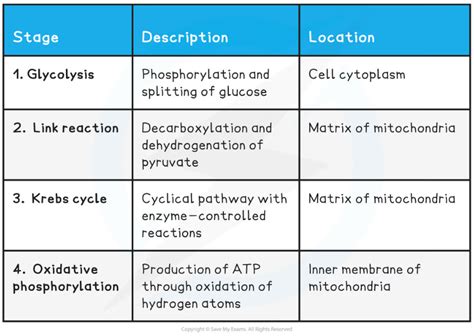Edexcel A SNAB A Level Biology 复习笔记7 2 2 Stages of Respiration 翰林国际教育