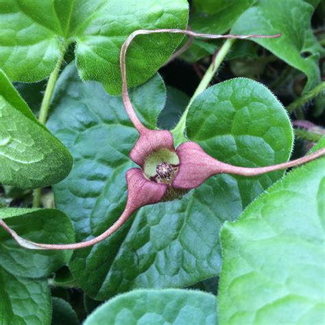 Wild Ginger Organic Medicinal Live Plants For Sale Crimson Sage Nursery
