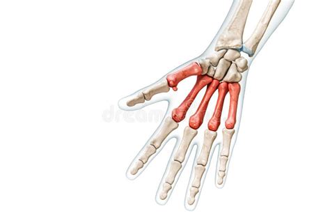 Metacarpal Bones In Red Color With Body 3D Rendering Illustration