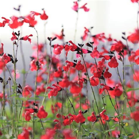 Solbærsalvie Salvia greggii Royal Bumble Staudemarken