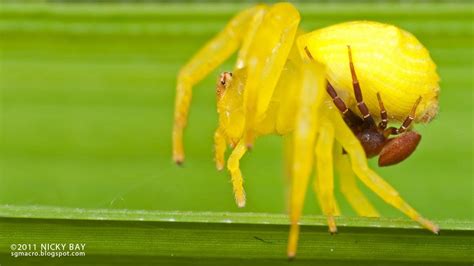 The Strange World Of Bug Sex In Pictures Wired