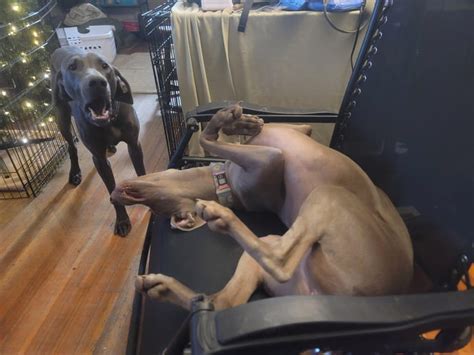 Dad Zoey S Being Derpy Again 9GAG