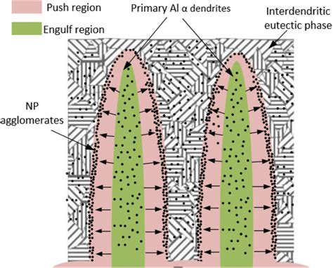 schematic of particle distribution during solidification of binary download scientific diagram
