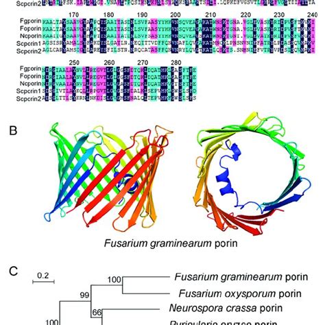 multiple sequence alignment secondary structure and phylogenetic tree download scientific