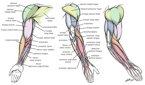 Arm Anatomy Diagram For Artists By Robertmarzullo On DeviantArt Arte