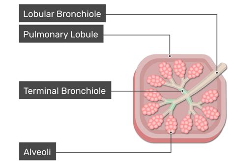 pulmonary lobule model