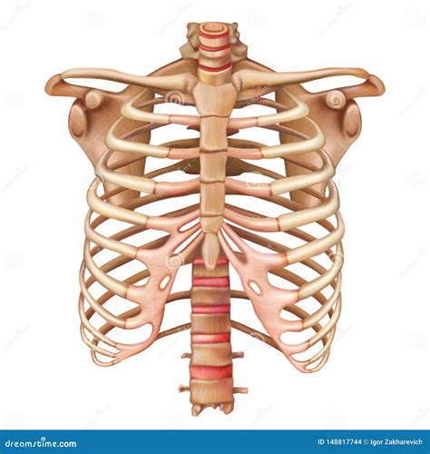 Ossa Della Gabbia Toracica Sistema Scheletrico Umano Anatomia
