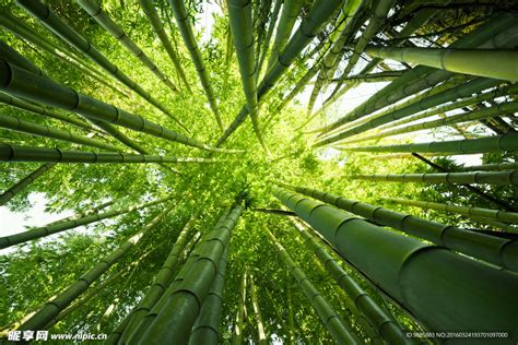 竹林摄影图 树木树叶 生物世界 摄影图库 昵图网nipic