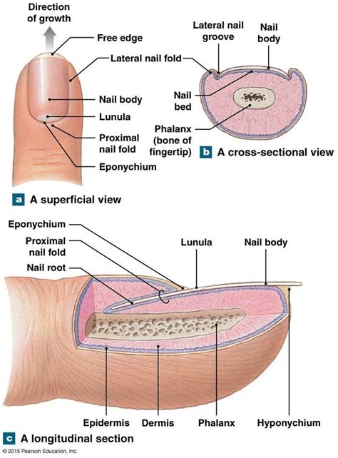 Diagram Of The Nail And Its Structure Whats New In Nail A
