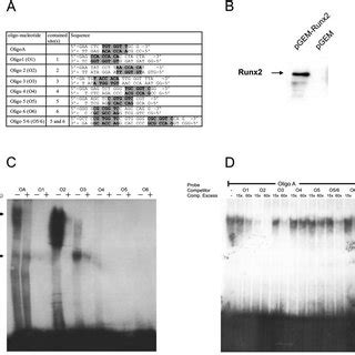 Runx2 Protein Binds To Sequences In The Promoter Of The LGALS3 Gene A