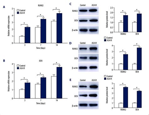 A MRNA Expression Levels Of RUNX2 Runt Related Transcription Factor