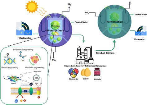 Frontiers Microalgae The Future Supply House Of Biohydrogen And Biogas
