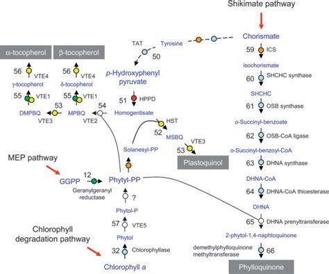 Chloroplast Proteomics And The Compartmentation Of Plastidial