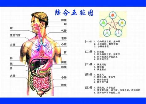 人体图五脏的位置图分布图 2 配图网