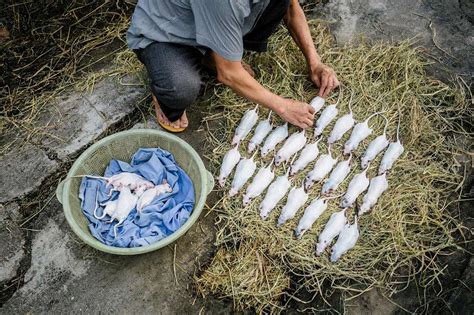 ネズミを食べてみたベトナム農村の食文化 写真10点 ナショナル ジオグラフィック日本版サイト