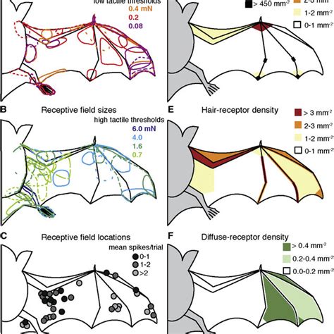 response properties of si cortical neuron receptive fields and download scientific diagram